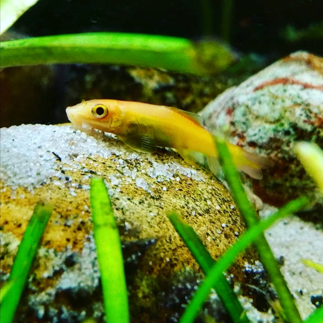 The Golden Loach the Myths & Mayhem – Aquatic Specialist